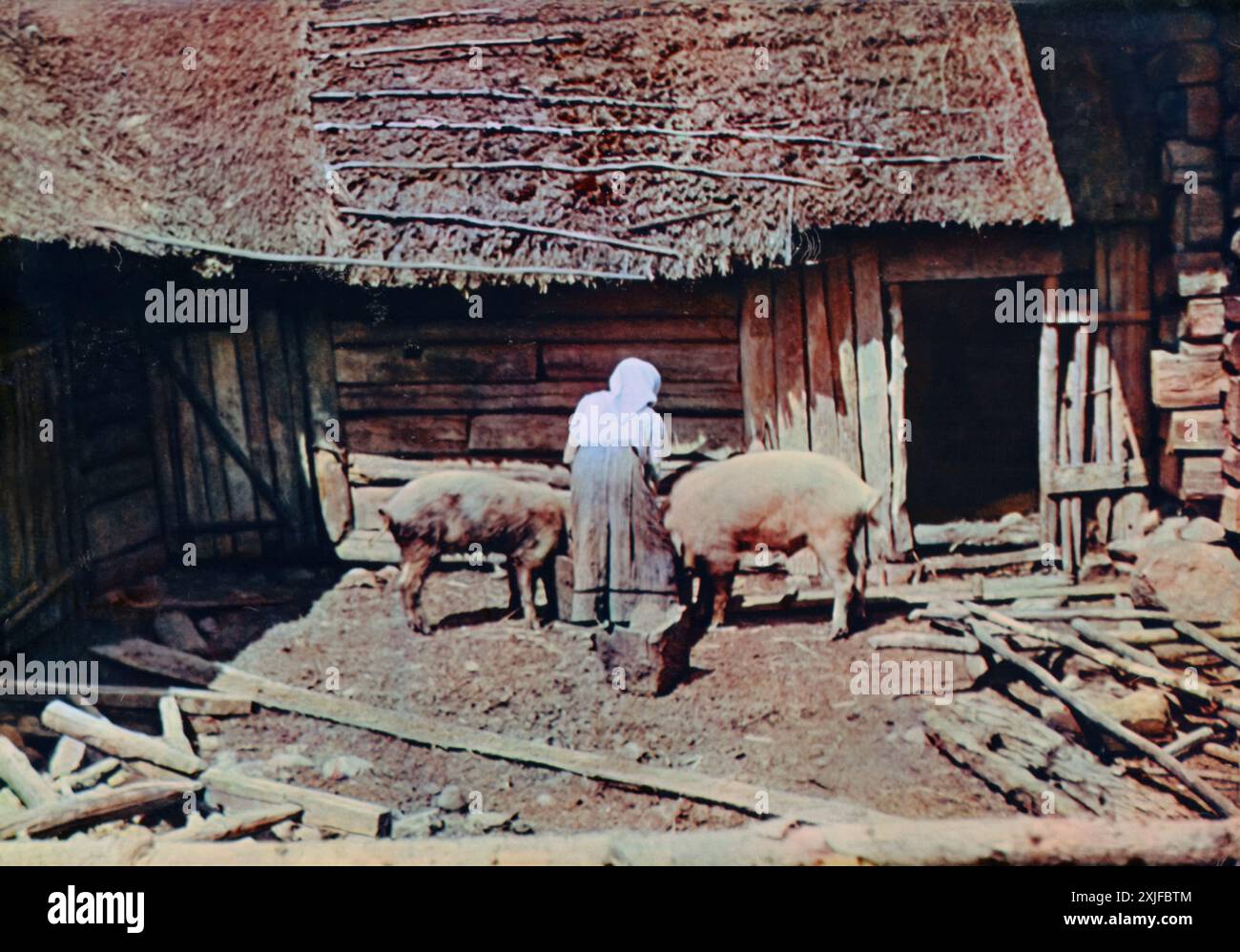 A photograph shows a woman feeding her pigs in a Russian village during ...
