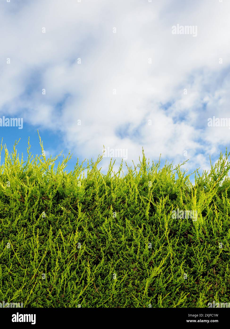 A vibrant green hedge against a backdrop of a clear blue sky with white ...