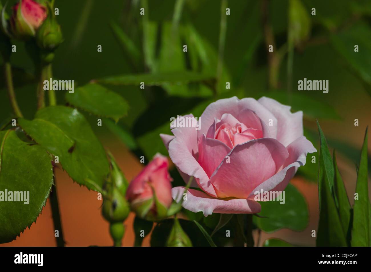 Pink rose with greenery hi-res stock photography and images - Alamy