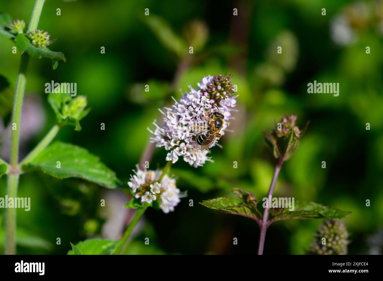 Wasp pollination hi-res stock photography and images - Alamy