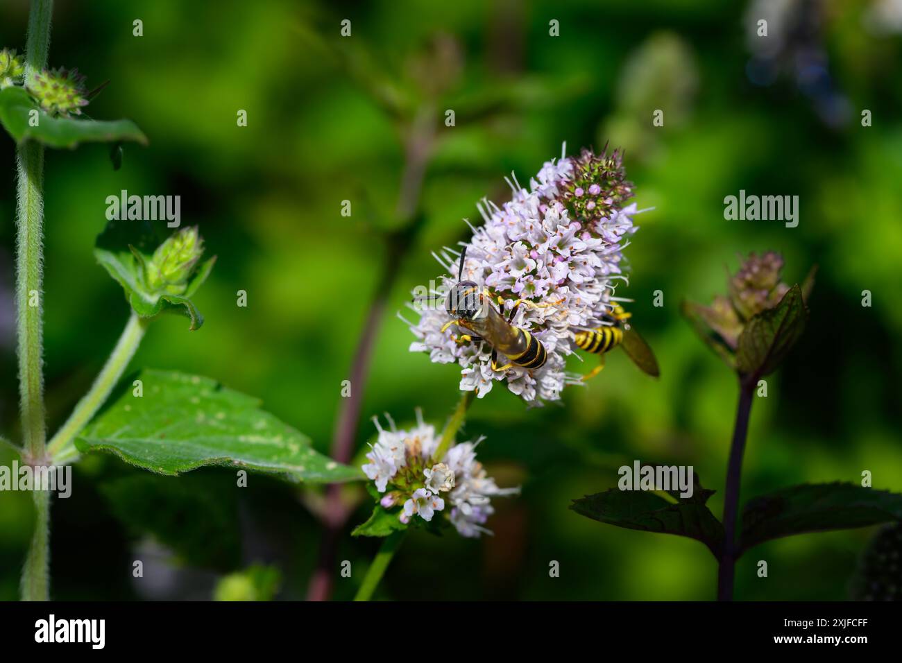 Common wasp bee hi-res stock photography and images - Alamy