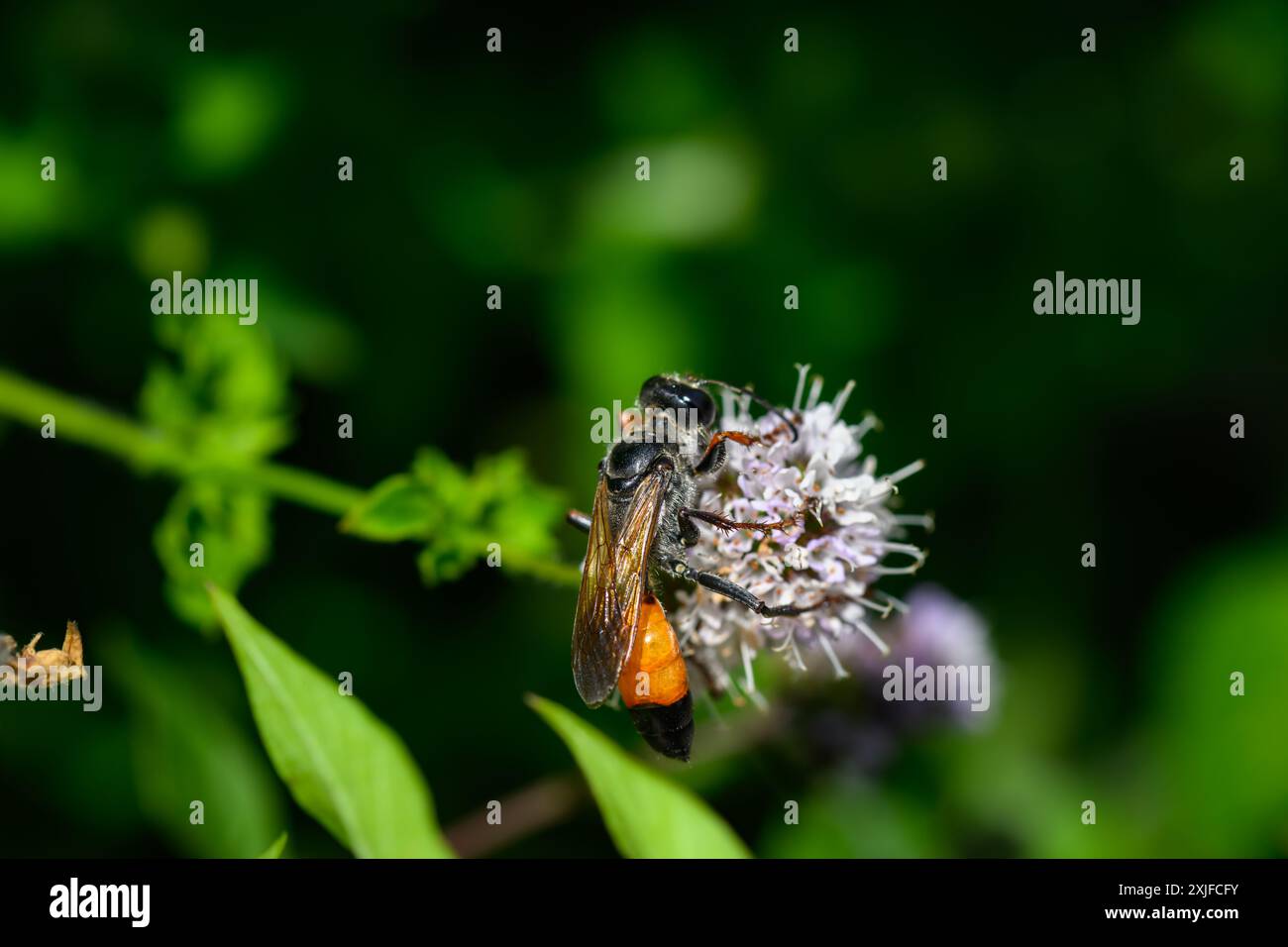 Great golden sand digger wasp, Sphex ichneumoneus macro shot Stock ...