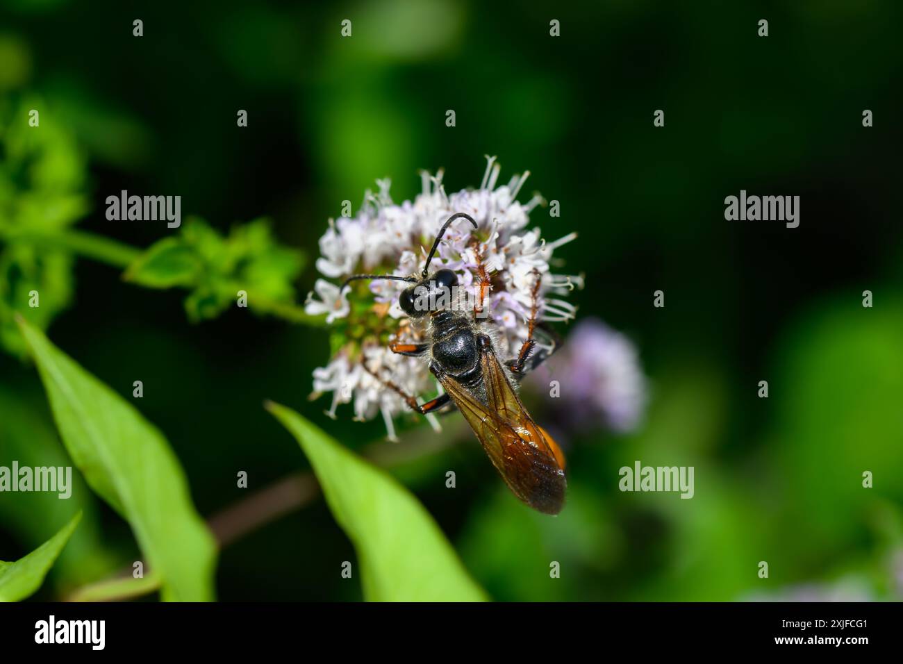 Great golden sand digger wasp, Sphex ichneumoneus macro shot Stock ...