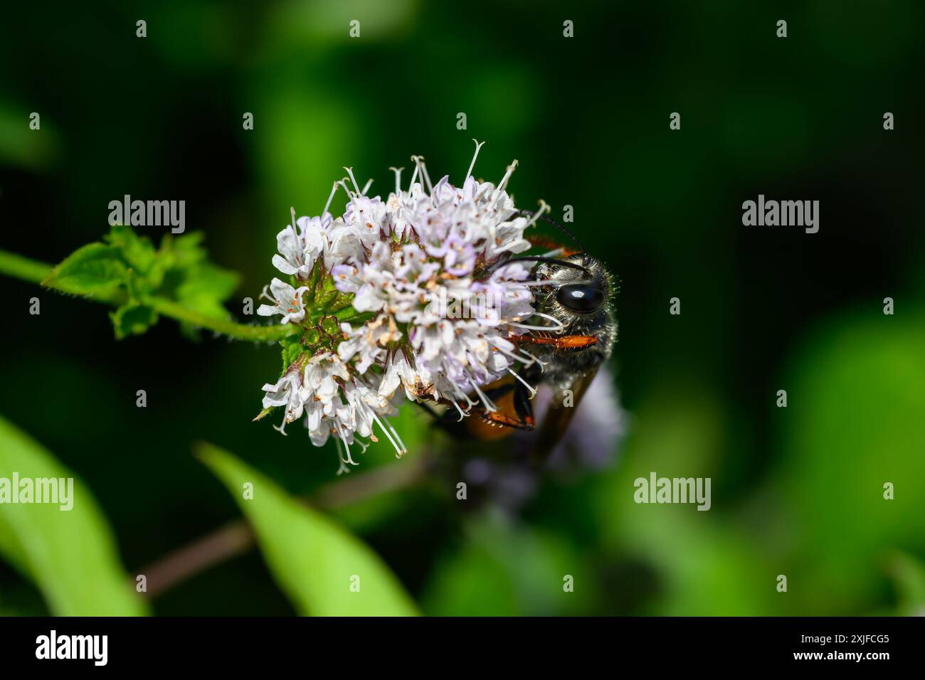 Great golden sand digger wasp, Sphex ichneumoneus macro shot Stock ...