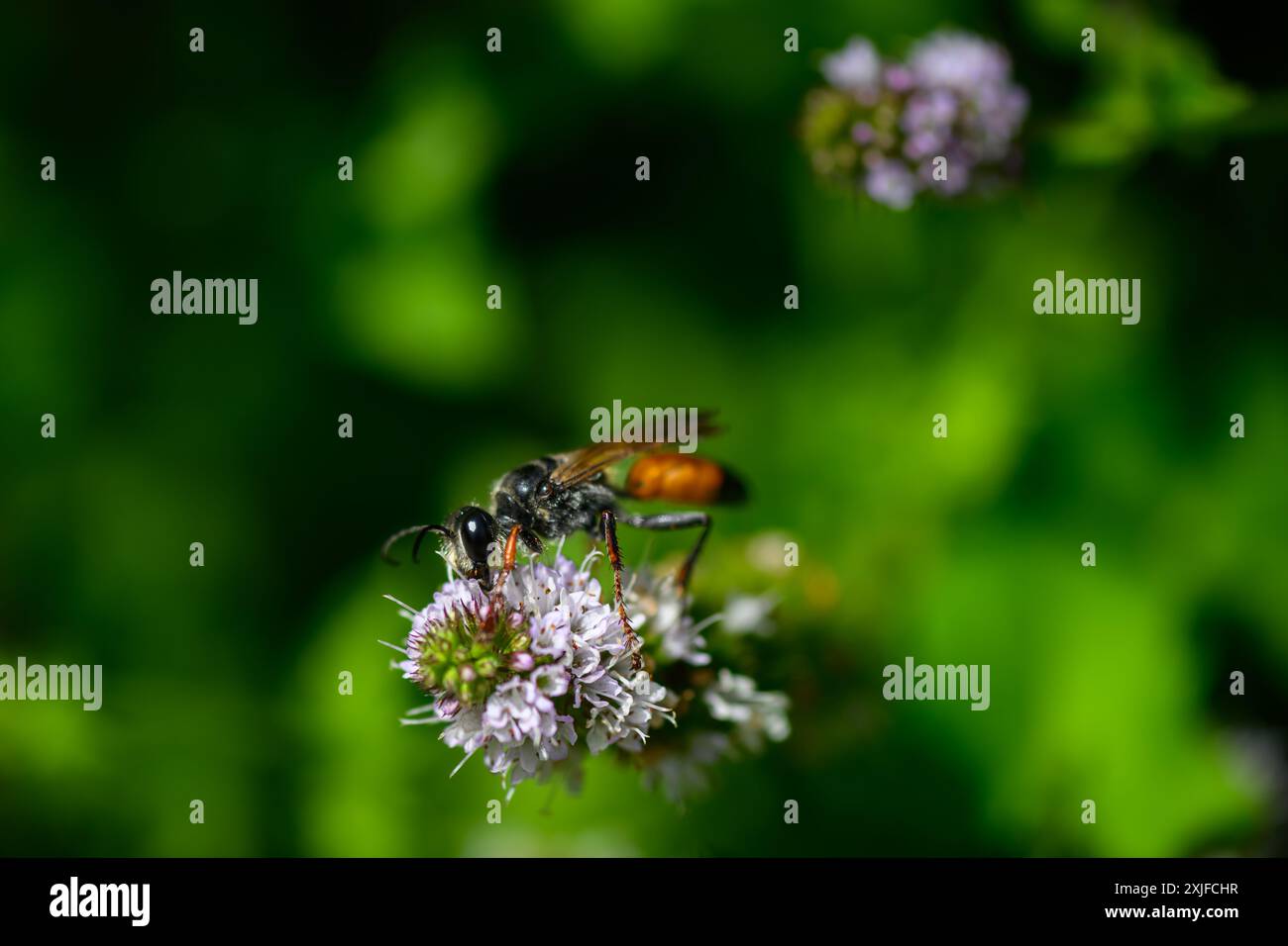 Great golden sand digger wasp, Sphex ichneumoneus macro shot Stock ...