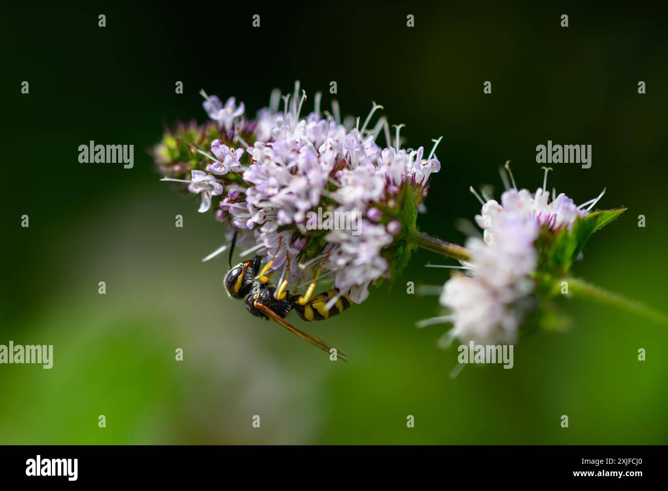 Bee wasp pollen hi-res stock photography and images - Alamy