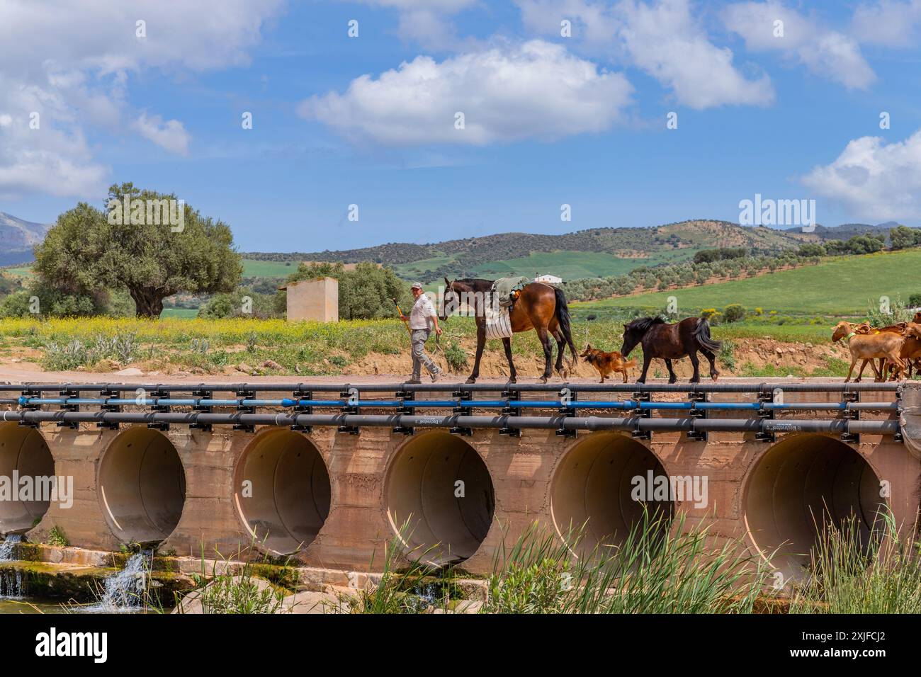 Granada, Spain: April 19, 2024: Farmer with his animals in a farm in ...