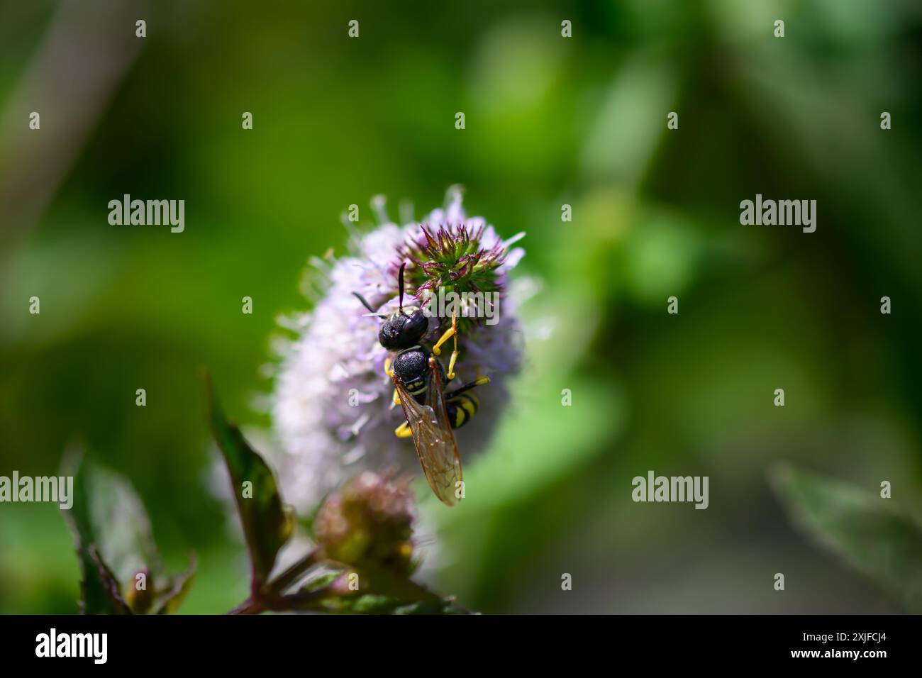 Wasp honey bee botany hi-res stock photography and images - Alamy