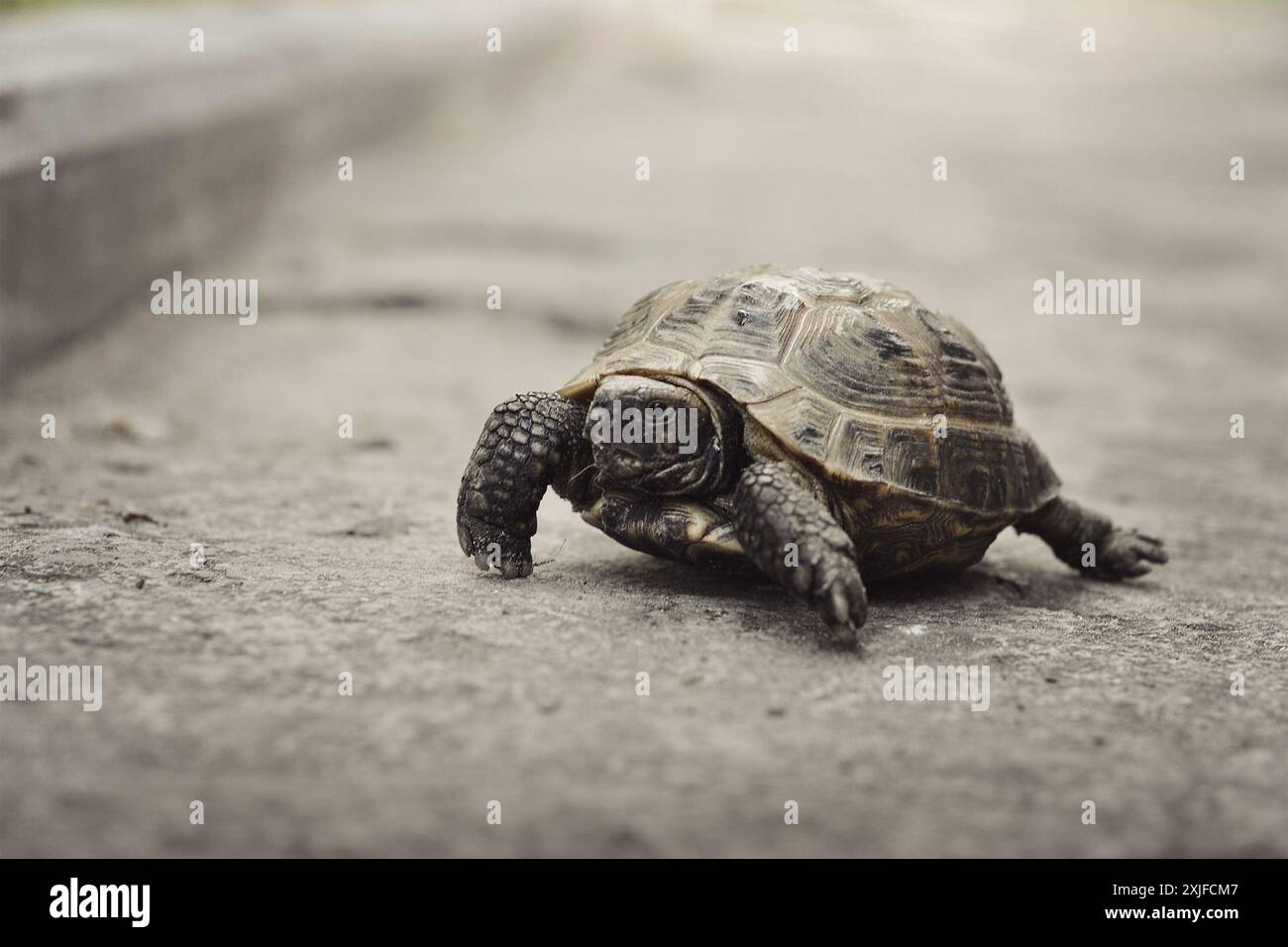 Image central asian tortoise hi-res stock photography and images - Alamy