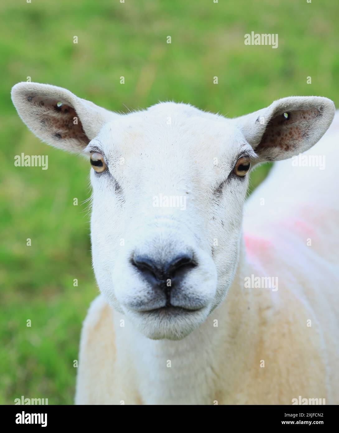 Sheep: Closeup of Cheviot breed ewe with shorn fleece in field on ...