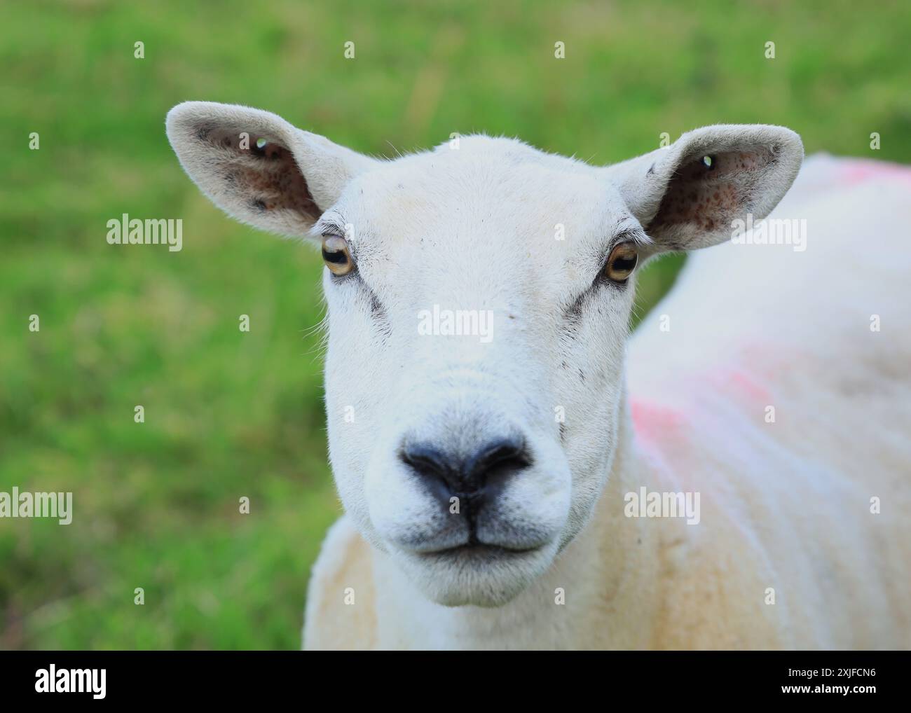 Sheep: Closeup of Cheviot breed ewe with shorn fleece in field on ...
