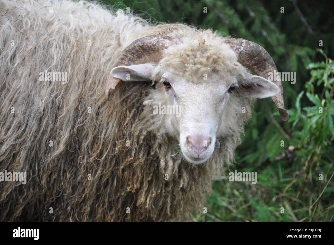Sheep on white background hi-res stock photography and images - Alamy
