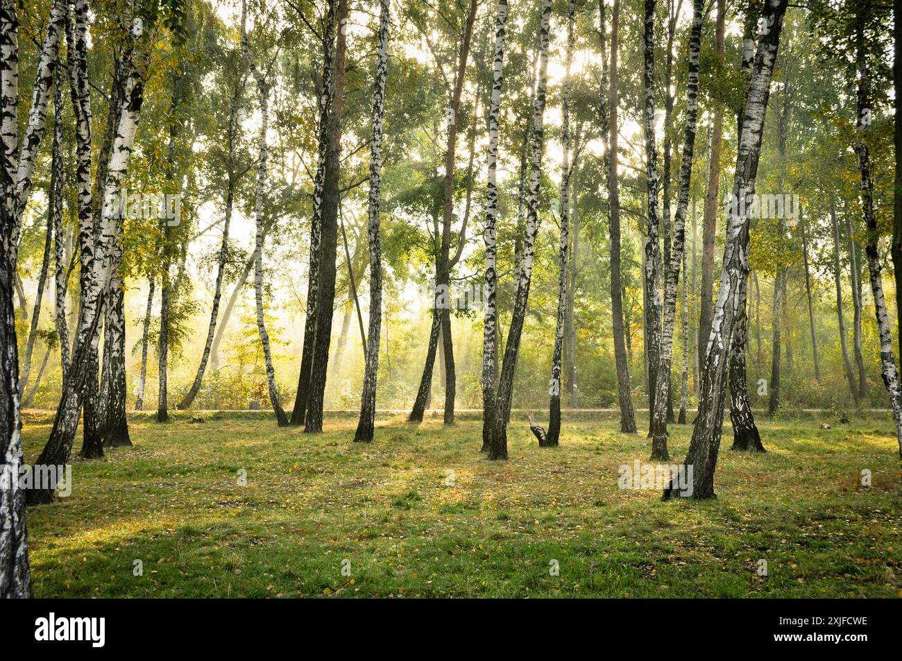 Birch grove in rays of morning sun. Backlit image of green birch forest ...