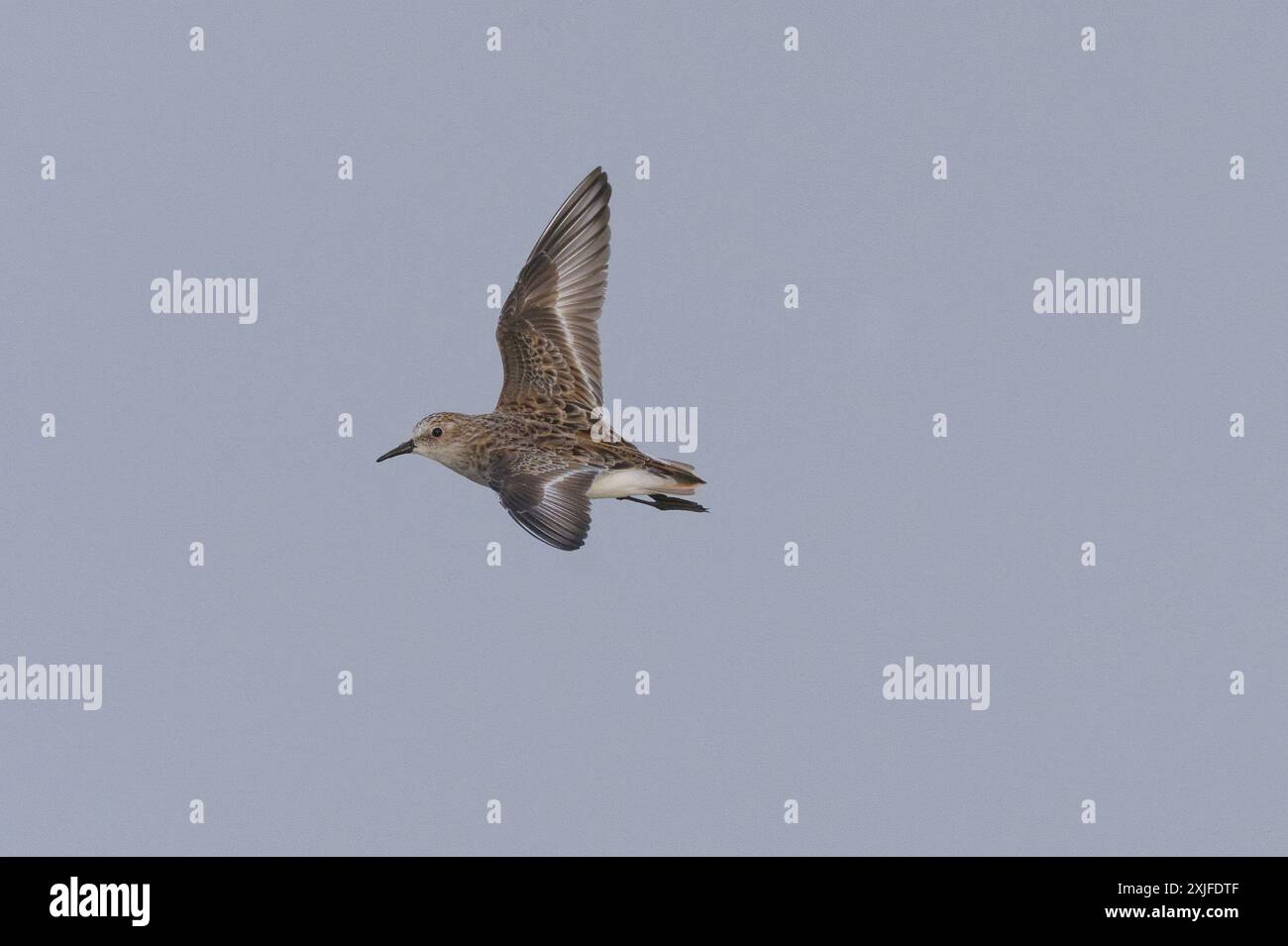 Little Stint (Calidris minuta) in flight Stock Photo - Alamy