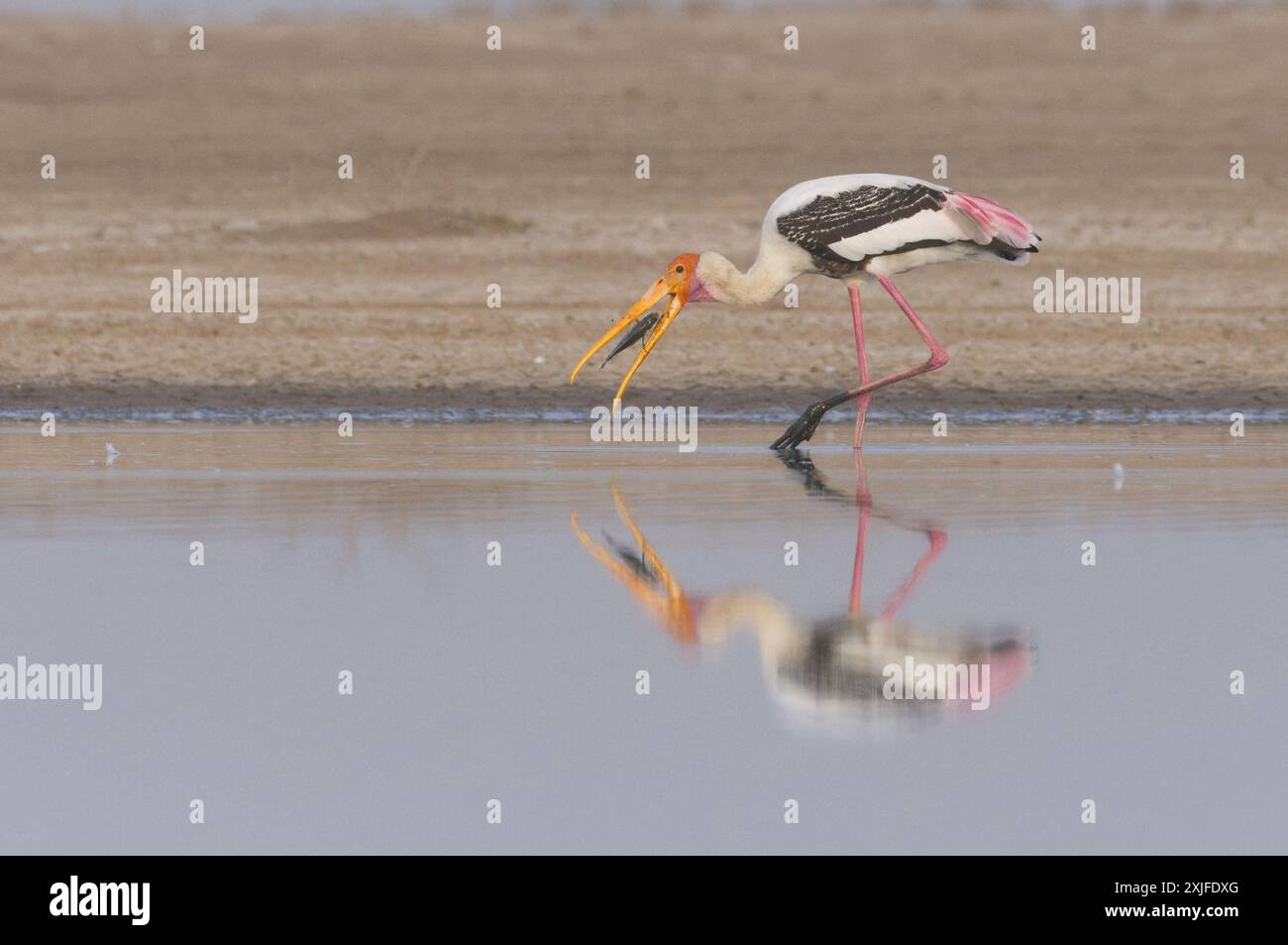Painted Stork (Mycteria leucocephala Stock Photo - Alamy