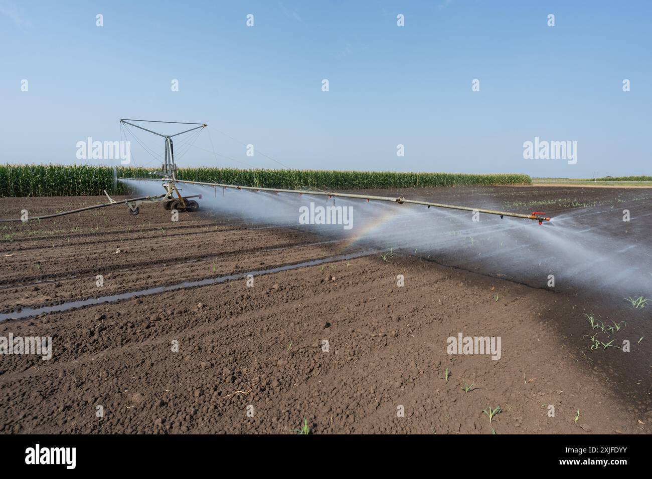 Agricultural irrigation system watering corn field on sunny spring day ...