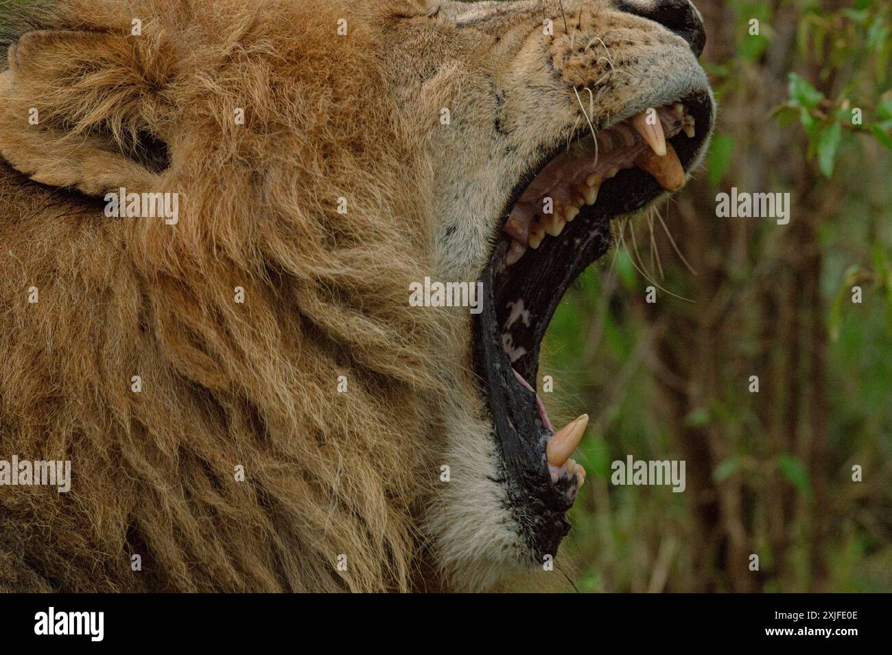 Lions powerful body hi-res stock photography and images - Alamy