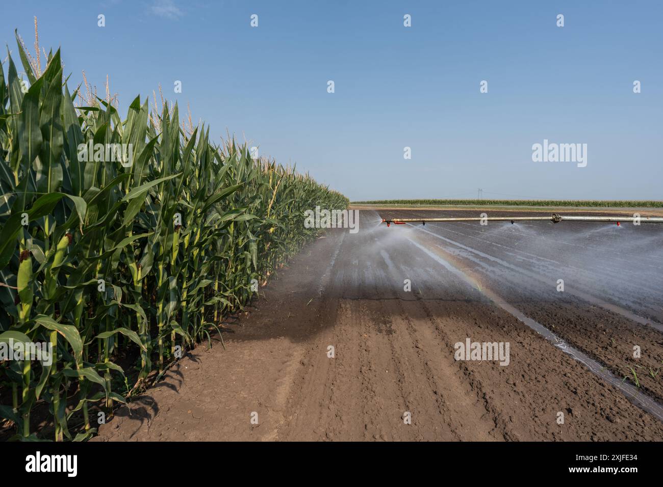 Agricultural irrigation system watering corn field on sunny spring day ...
