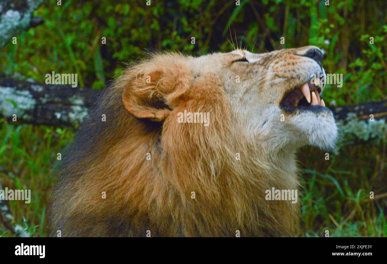Lions powerful body hi-res stock photography and images - Alamy
