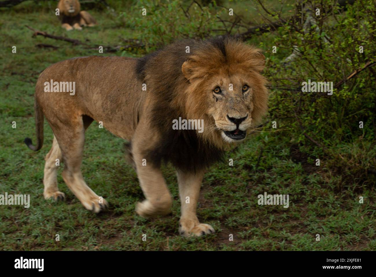 Lions powerful body hi-res stock photography and images - Alamy