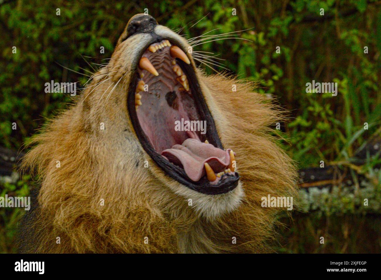 Lions powerful body hi-res stock photography and images - Alamy