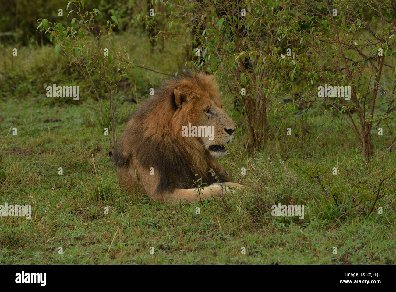 Lions powerful body hi-res stock photography and images - Alamy