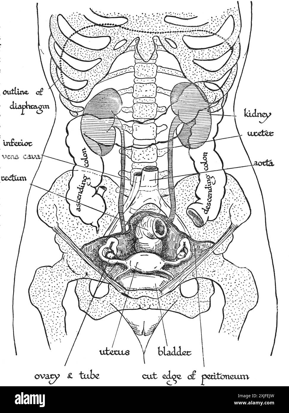 The Organs of the Female Body, 1935. A cross section of the female body ...