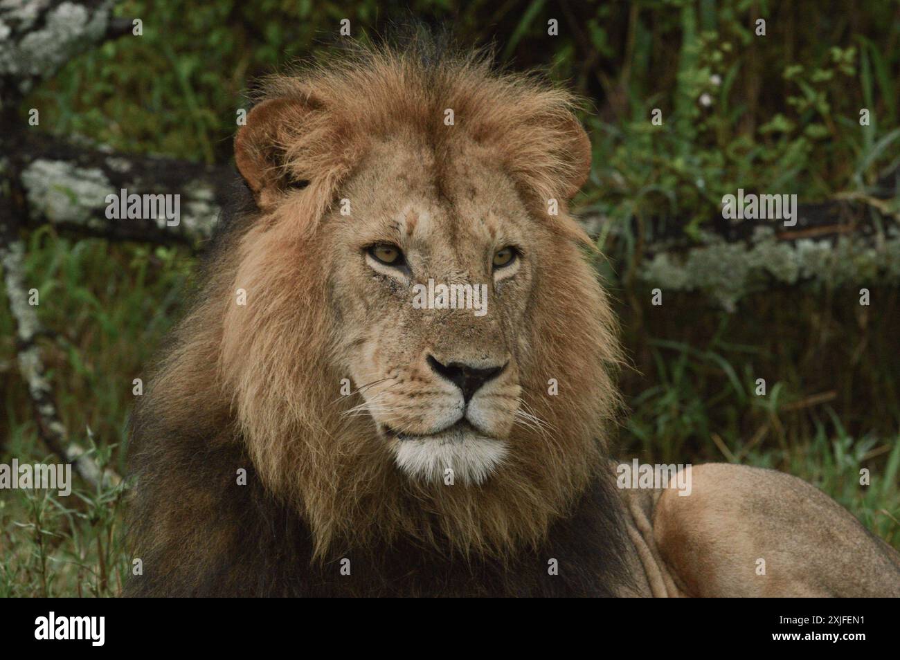Lions powerful body hi-res stock photography and images - Alamy