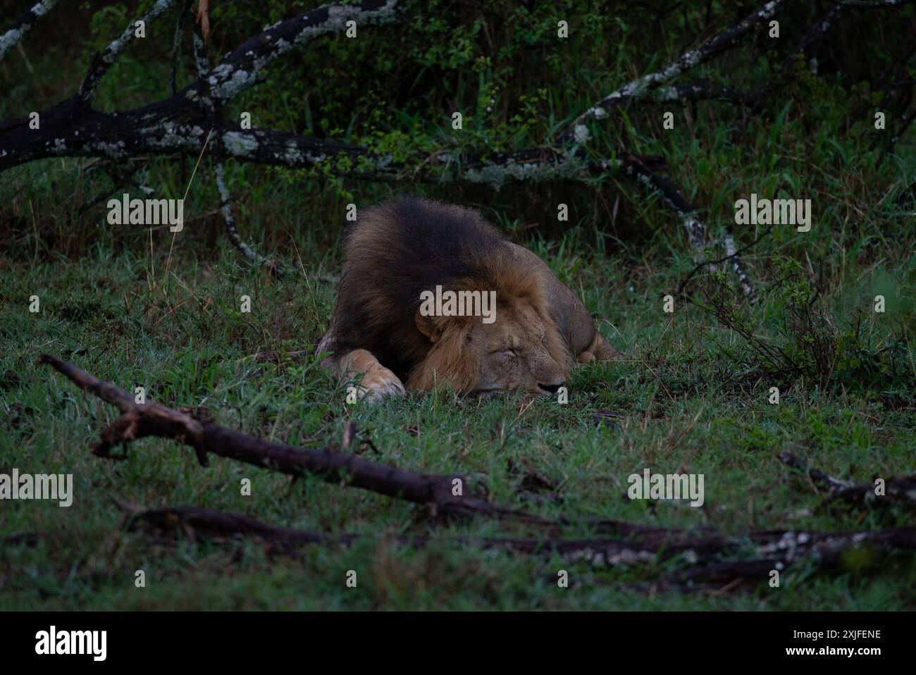 Lions powerful body hi-res stock photography and images - Alamy