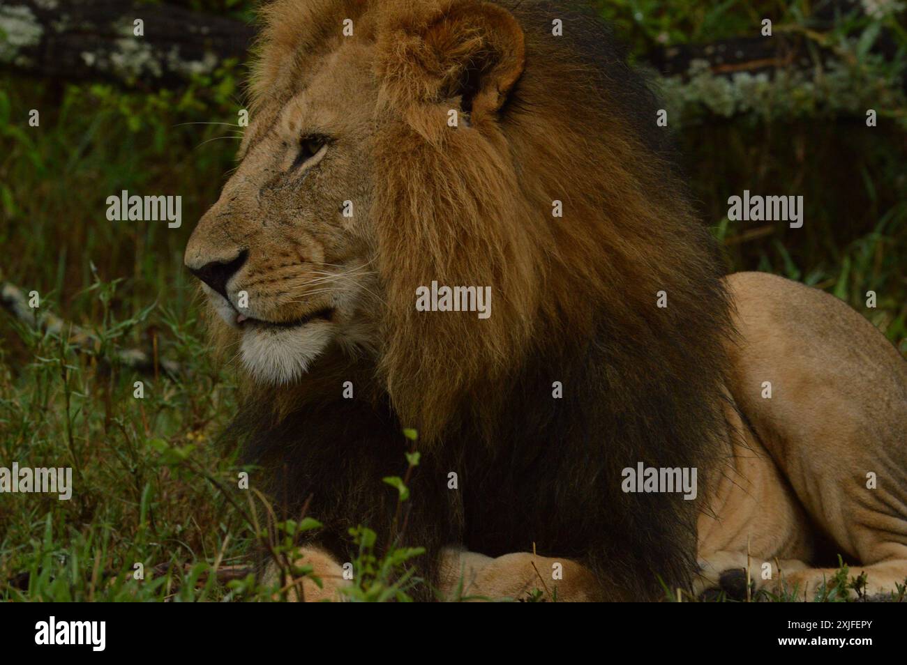 Lions muscular body hi-res stock photography and images - Alamy