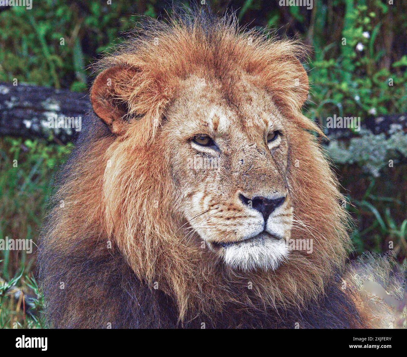 Female280 lbs hi-res stock photography and images - Alamy