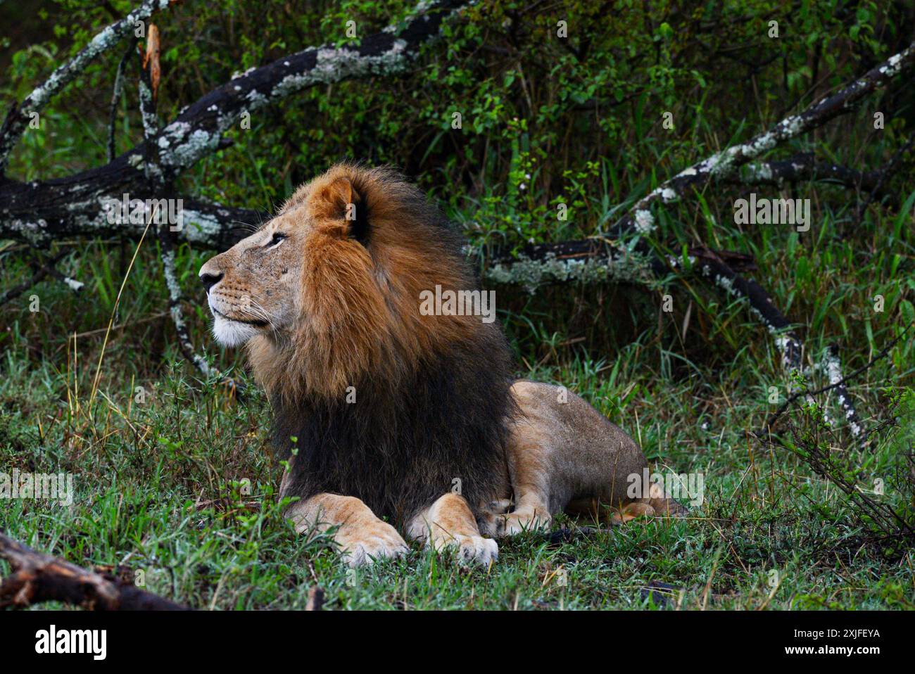 Lions powerful body hi-res stock photography and images - Alamy