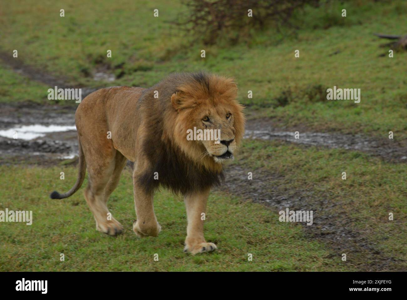 Lions powerful body hi-res stock photography and images - Alamy