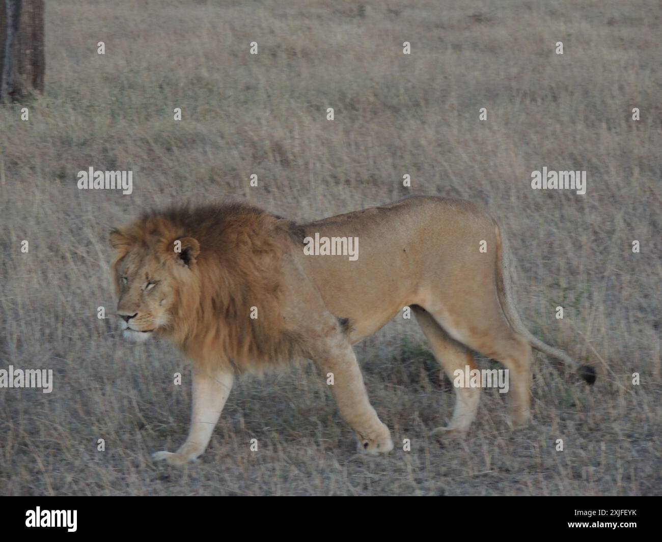 Lions can hunt alone hi-res stock photography and images - Alamy