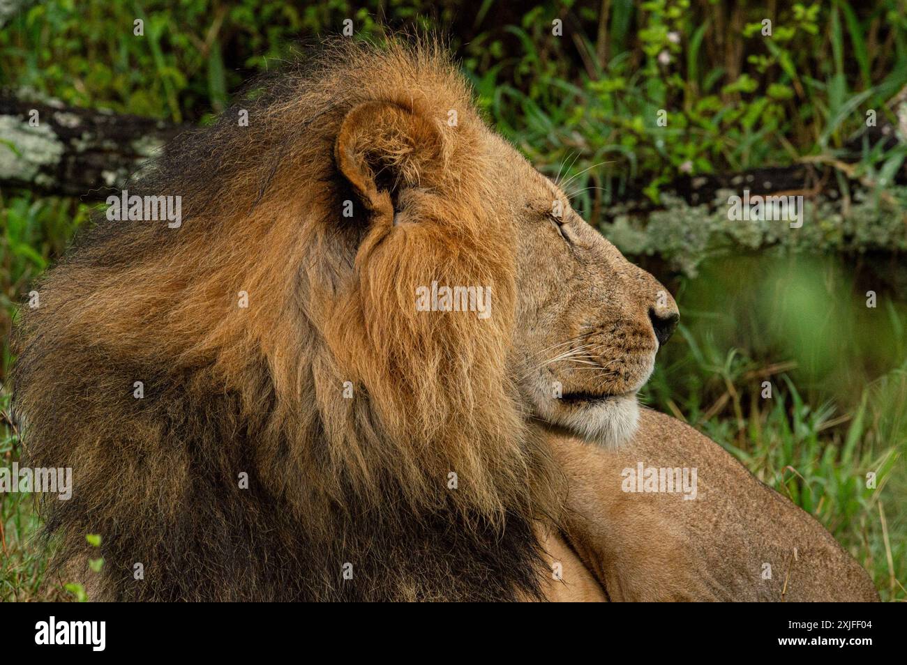 Lions powerful body hi-res stock photography and images - Alamy