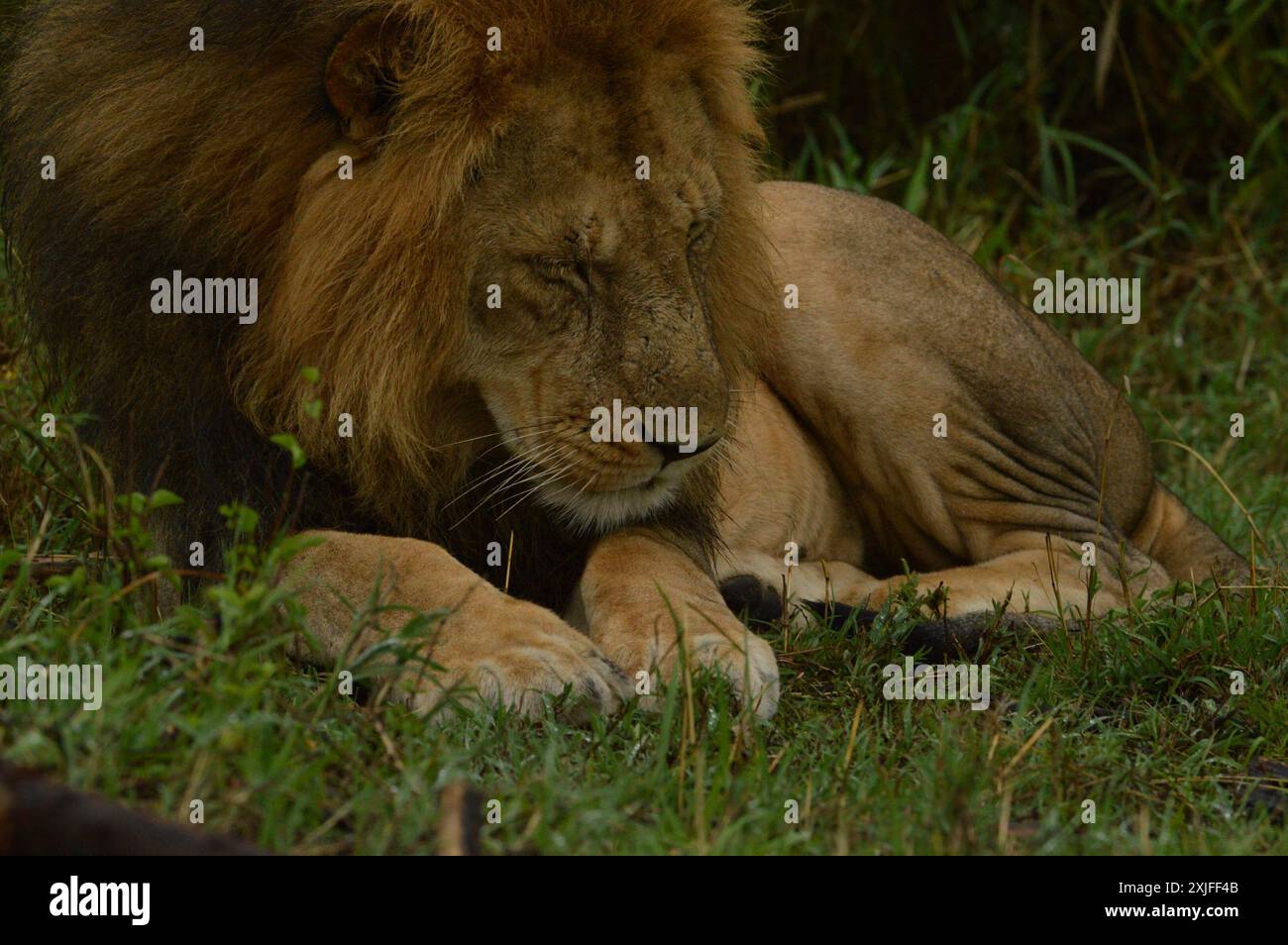 Lions powerful body hi-res stock photography and images - Alamy