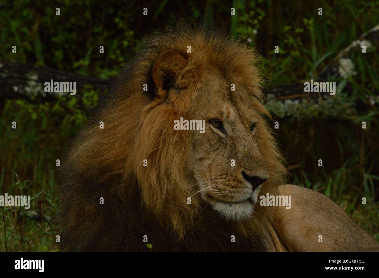 Lions powerful body hi-res stock photography and images - Alamy