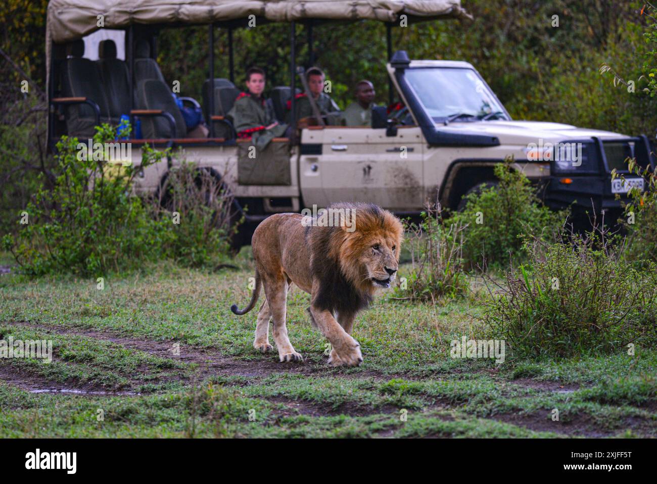 Lions powerful body hi-res stock photography and images - Alamy
