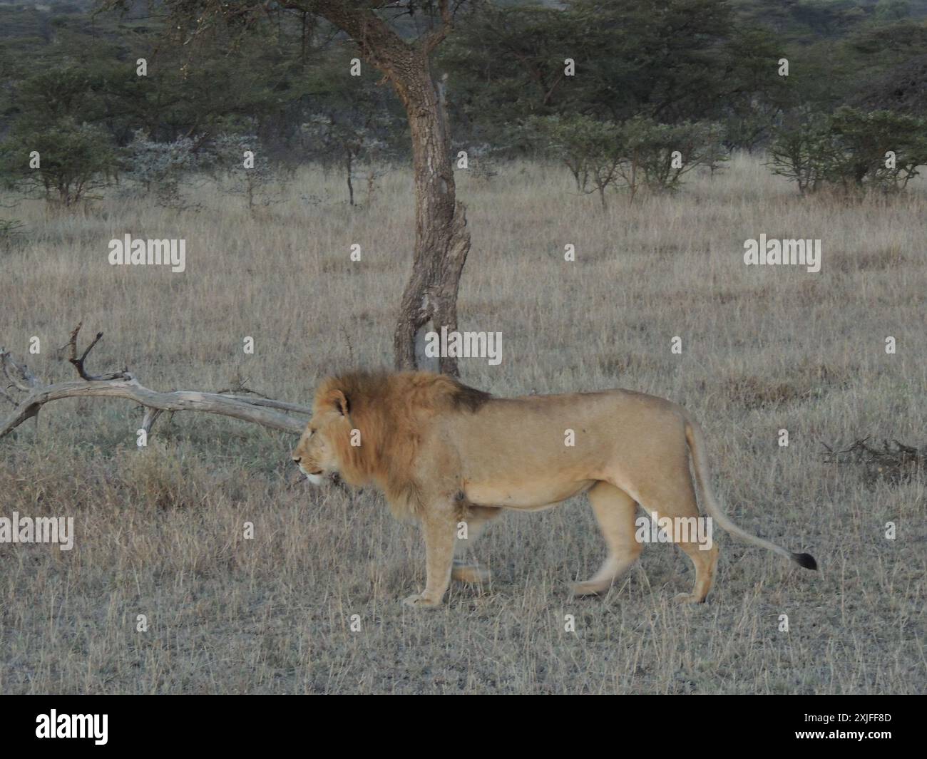 Lions can hunt alone hi-res stock photography and images - Alamy