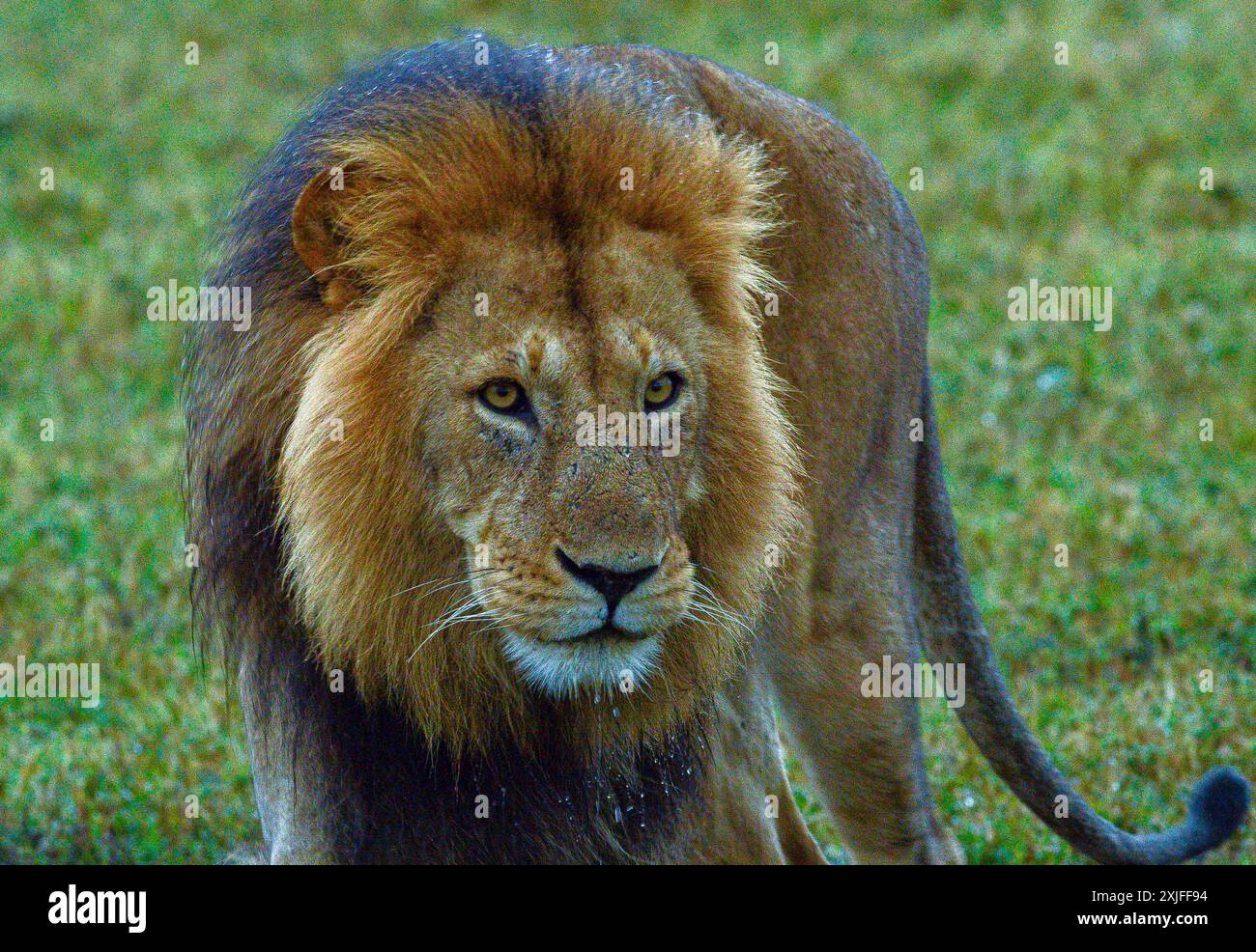 Lions powerful body hi-res stock photography and images - Alamy