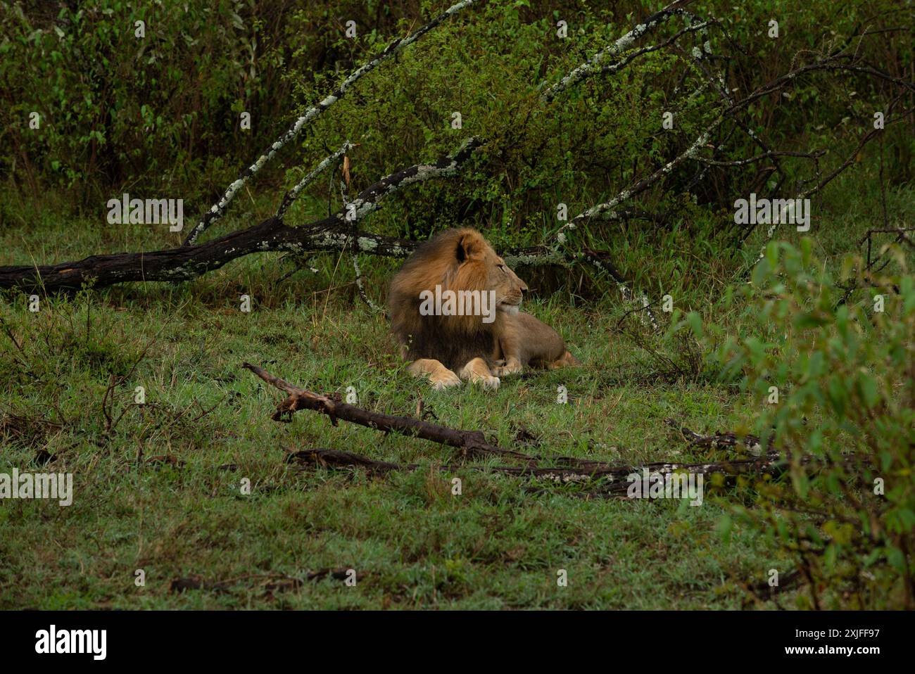 Lions powerful body hi-res stock photography and images - Alamy