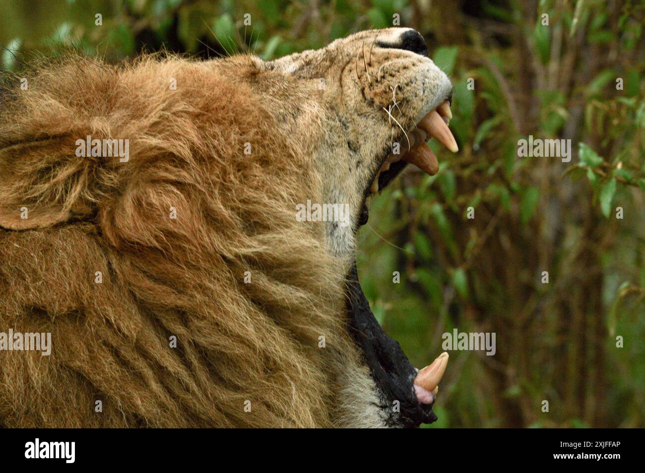 Lions powerful body hi-res stock photography and images - Alamy