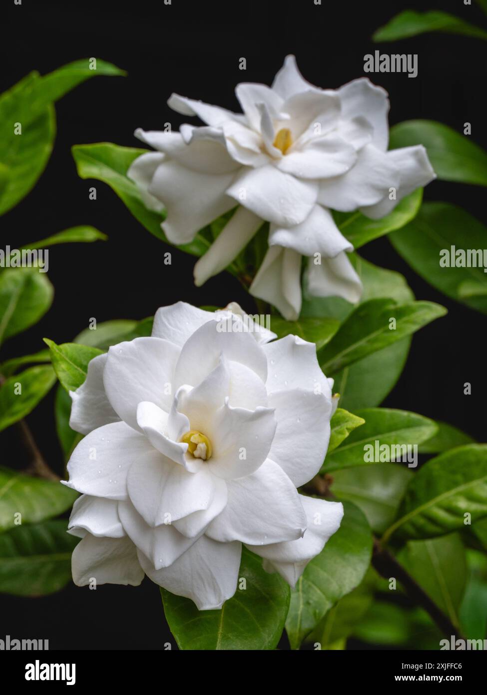 Closeup view of gardenia jasminoides aka Cape jasmine bright white ...
