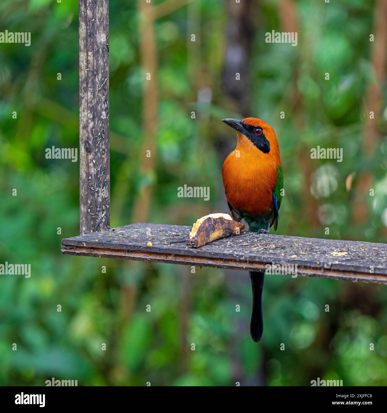 Broad billed motmot (Electron platyrhynchum), Mindo cloud forest ...