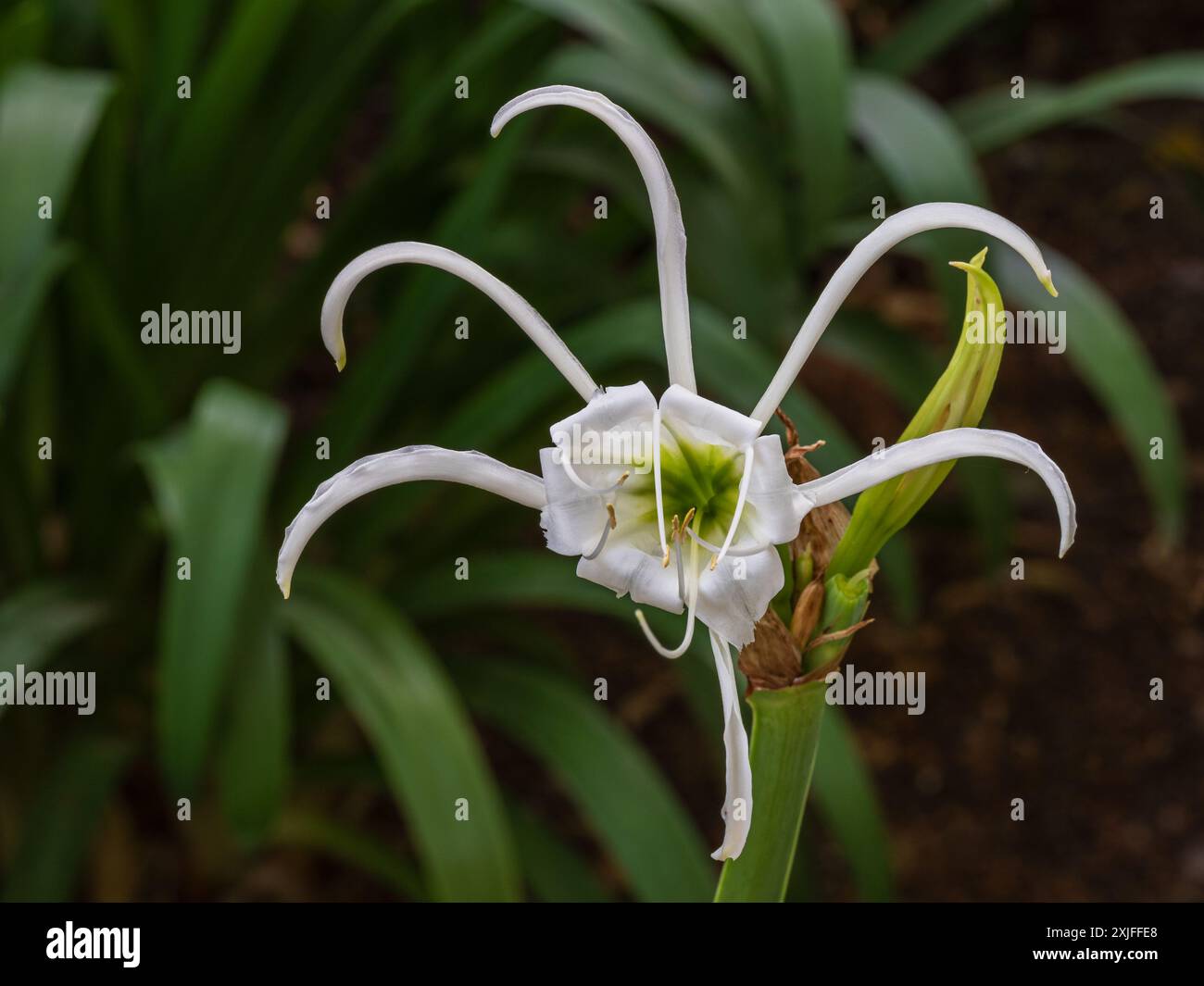 Closeup view of fresh white flower of spider lily hymenocallis ...