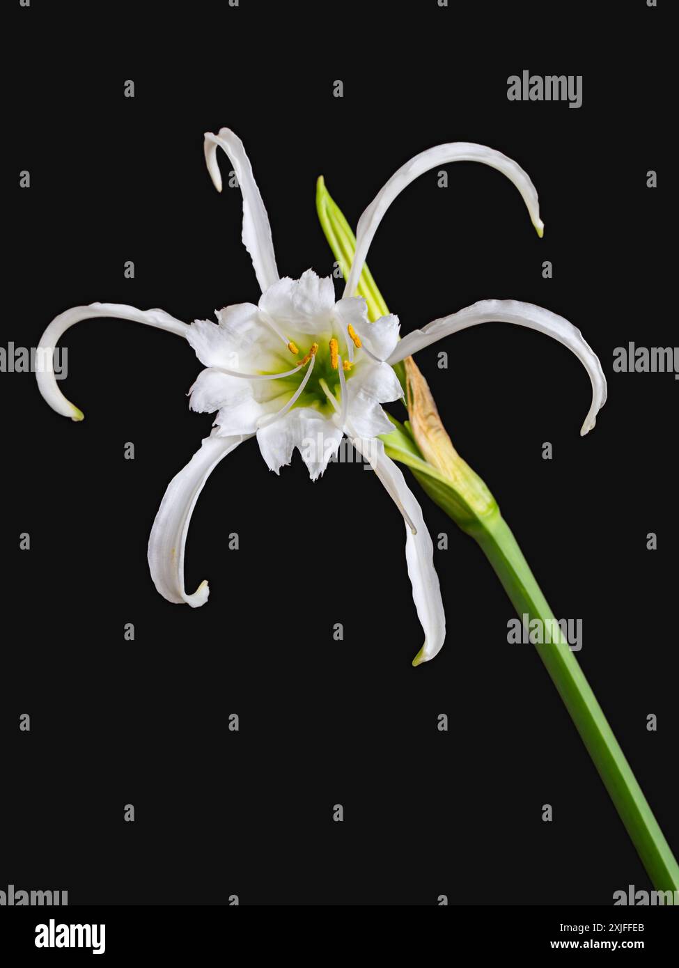 Closeup view of fresh bright white flower of spider lily hymenocallis ...