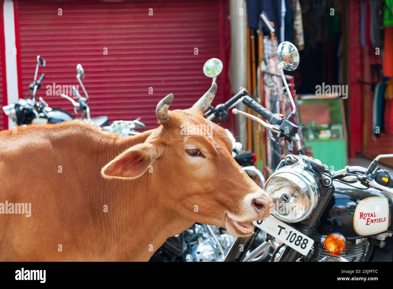 Portrait of a brown cow standing in front of motorbikes on a street in ...