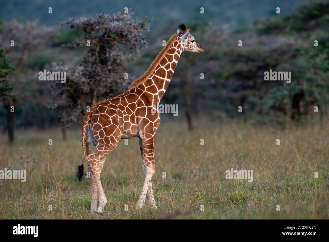 Maasai giraffe oak leaf patterns hi-res stock photography and images ...