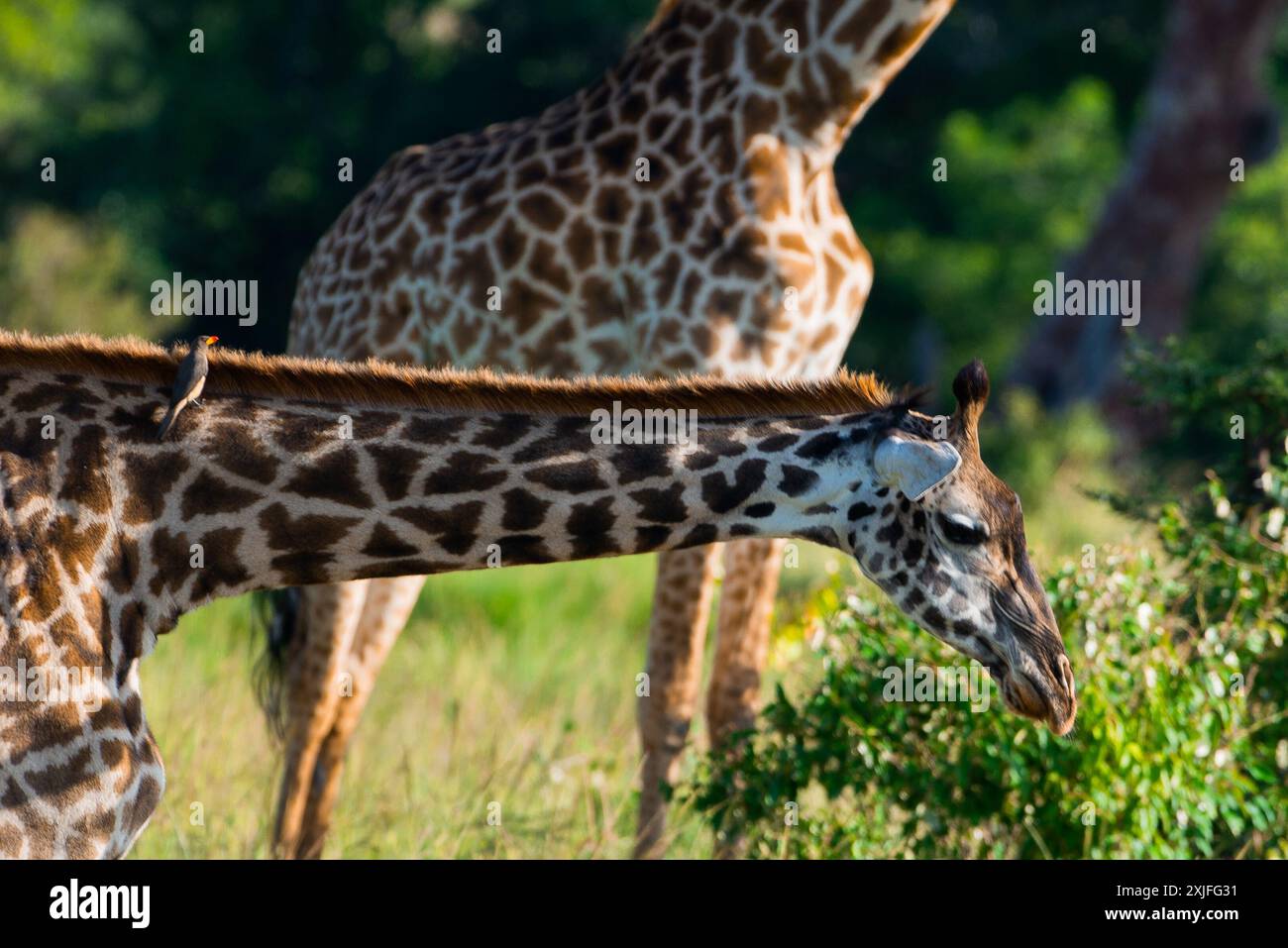 Horn like ossicles hi-res stock photography and images - Alamy