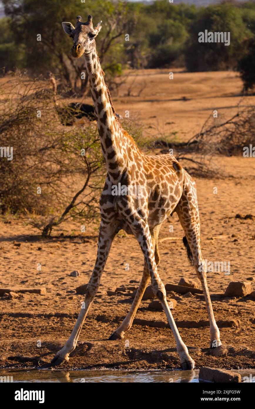 10 different fossils hi-res stock photography and images - Alamy